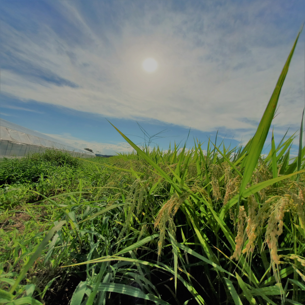 momo farm 取材 ～レディオベリー編～ | ファーモ